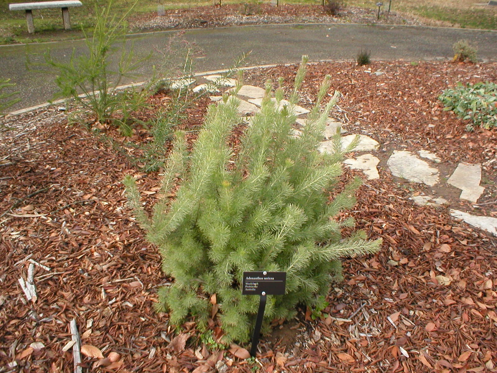 Adenanthos Plant - Bin3aiah Plants