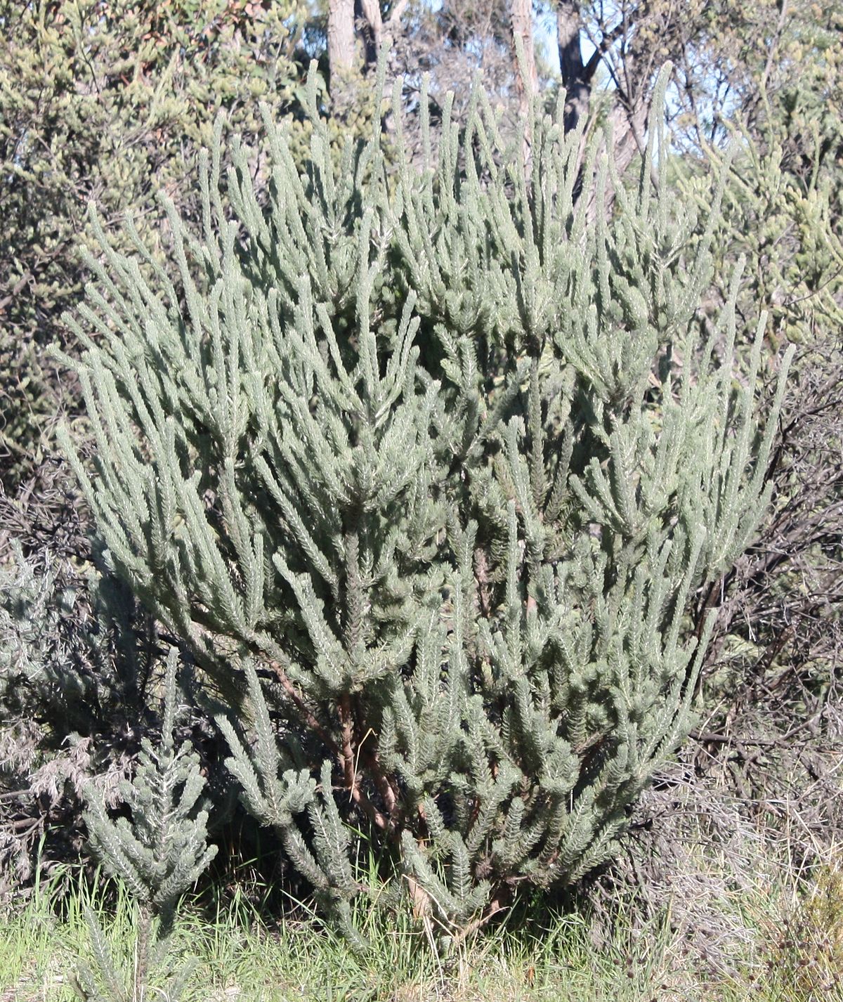 Adenanthos Plant - Bin3aiah Plants