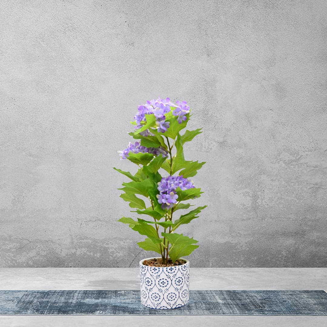 Heavenly Hydrangea Haven - Bin3aiah Plants