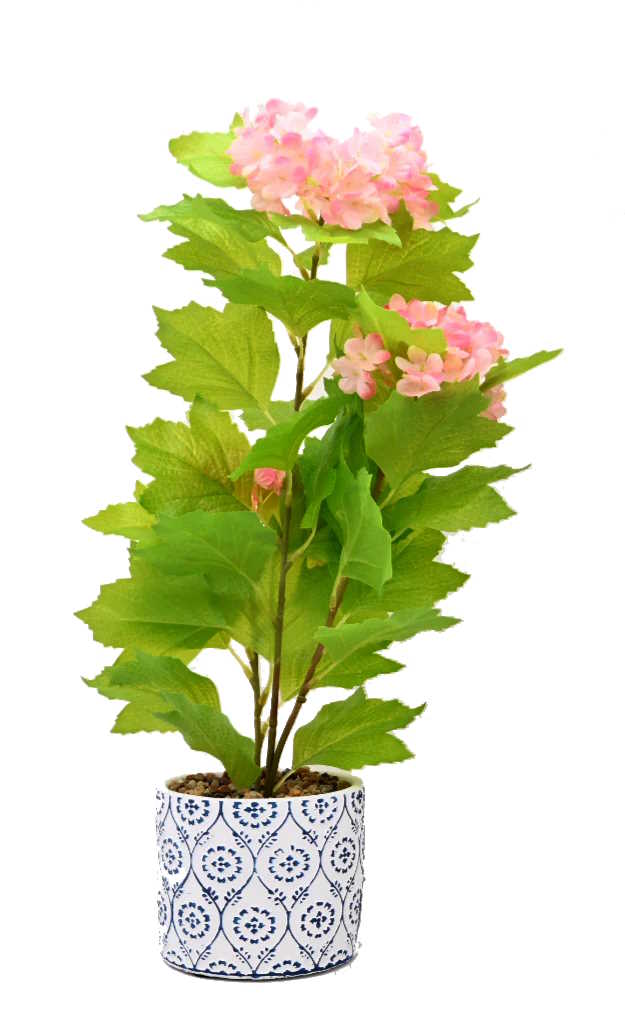 Heavenly Hydrangea Haven - Bin3aiah Plants