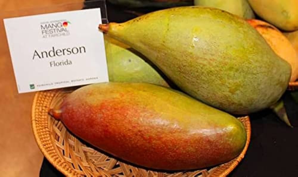 Anderson Mango - Bin3aiah Plants
