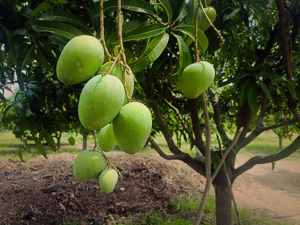 Banganapalle Mango - Bin3aiah Plants
