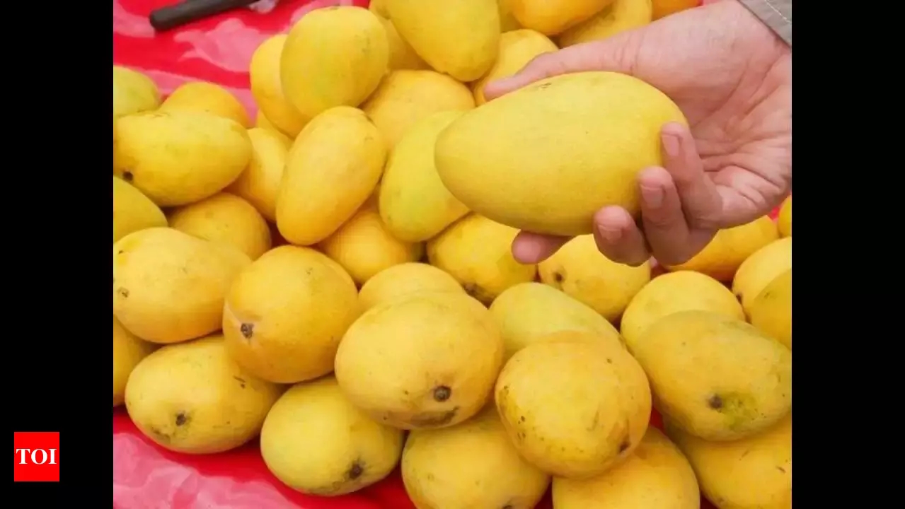 Banganapalle Mango - Bin3aiah Plants