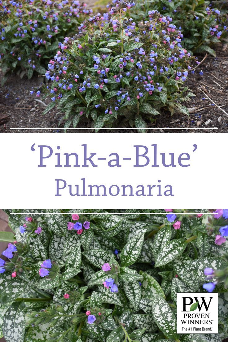 'Pink-a-Blue' Pulmonaria - Bin3aiah Plants