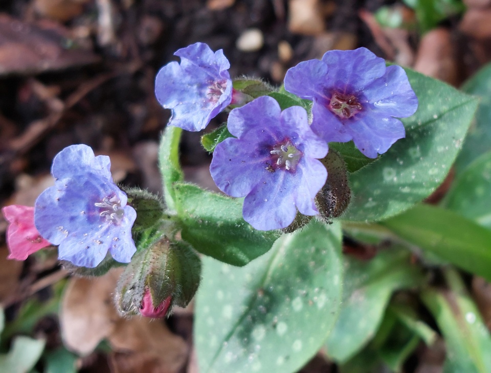 'Pink-a-Blue' Pulmonaria - Bin3aiah Plants