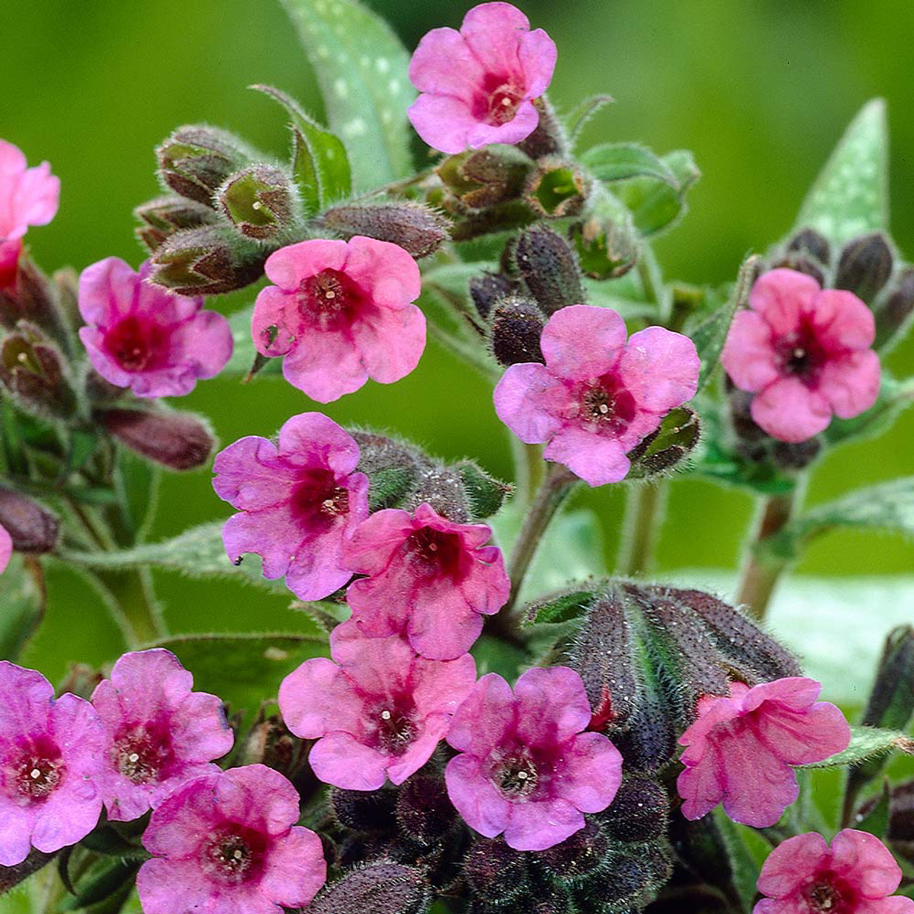 'Pink-a-Blue' Pulmonaria - Bin3aiah Plants