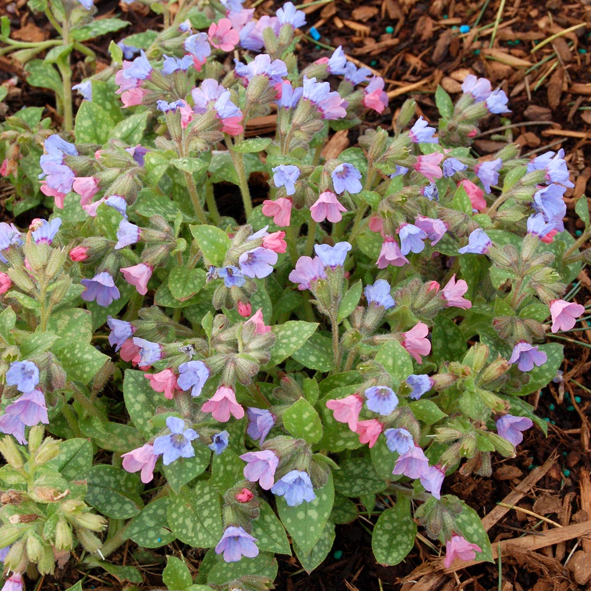'Pink-a-Blue' Pulmonaria - Bin3aiah Plants