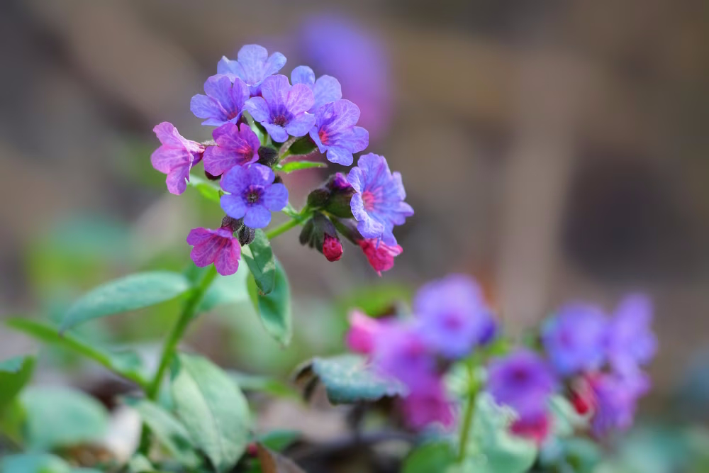 'Pink-a-Blue' Pulmonaria - Bin3aiah Plants