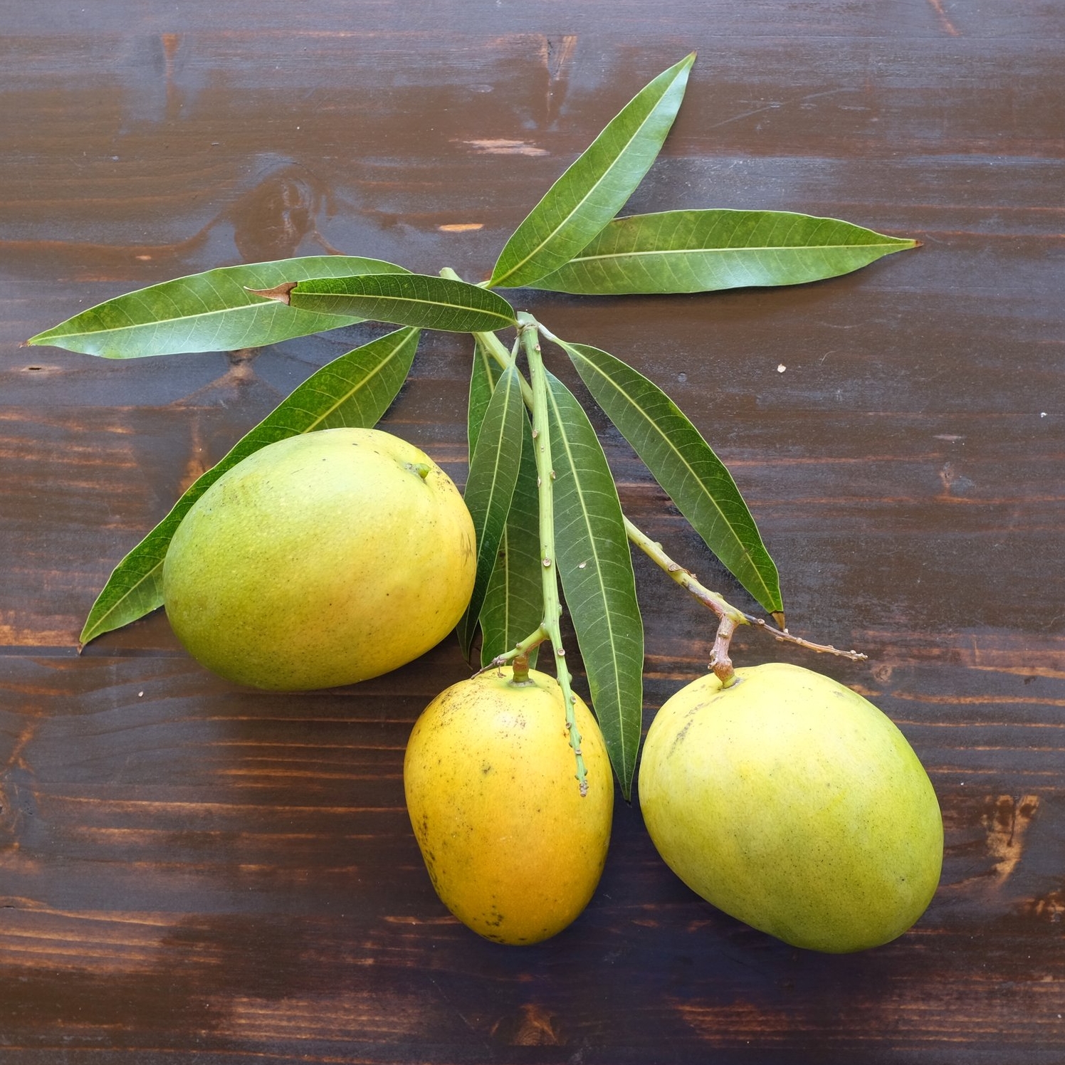 Beverly Mango - Bin3aiah Plants