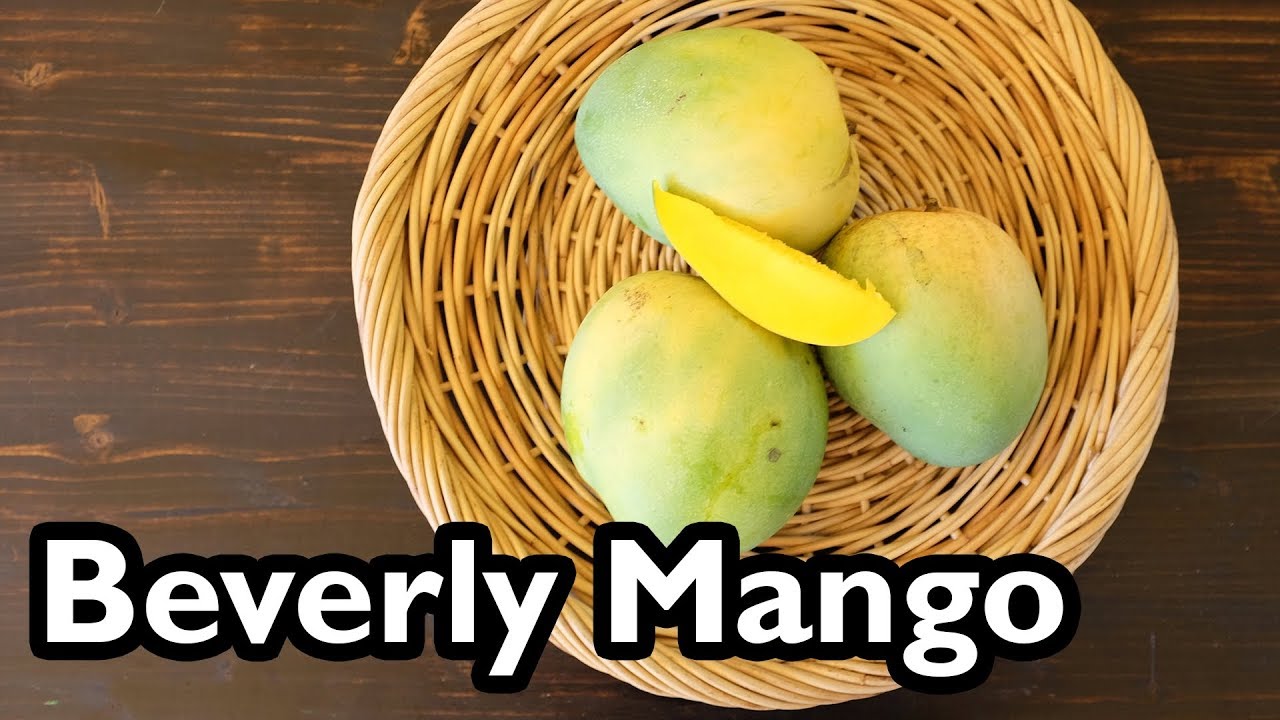 Beverly Mango - Bin3aiah Plants