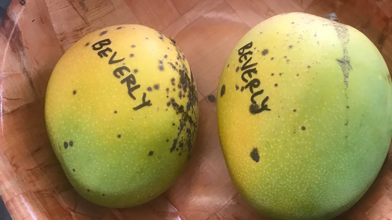 Beverly Mango - Bin3aiah Plants