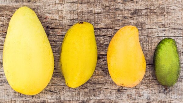 Carabao (Philippine Mango) - Bin3aiah Plants