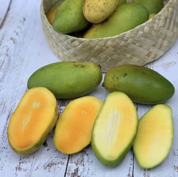 Carabao (Philippine Mango) - Bin3aiah Plants