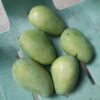 Carabao (Philippine Mango) - Bin3aiah Plants