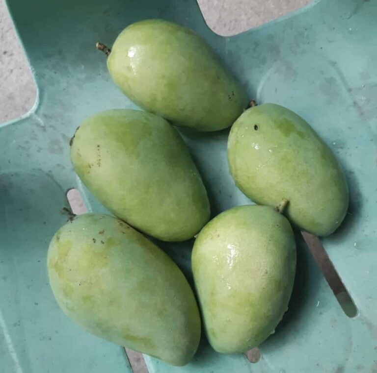 Carabao (Philippine Mango) - Bin3aiah Plants