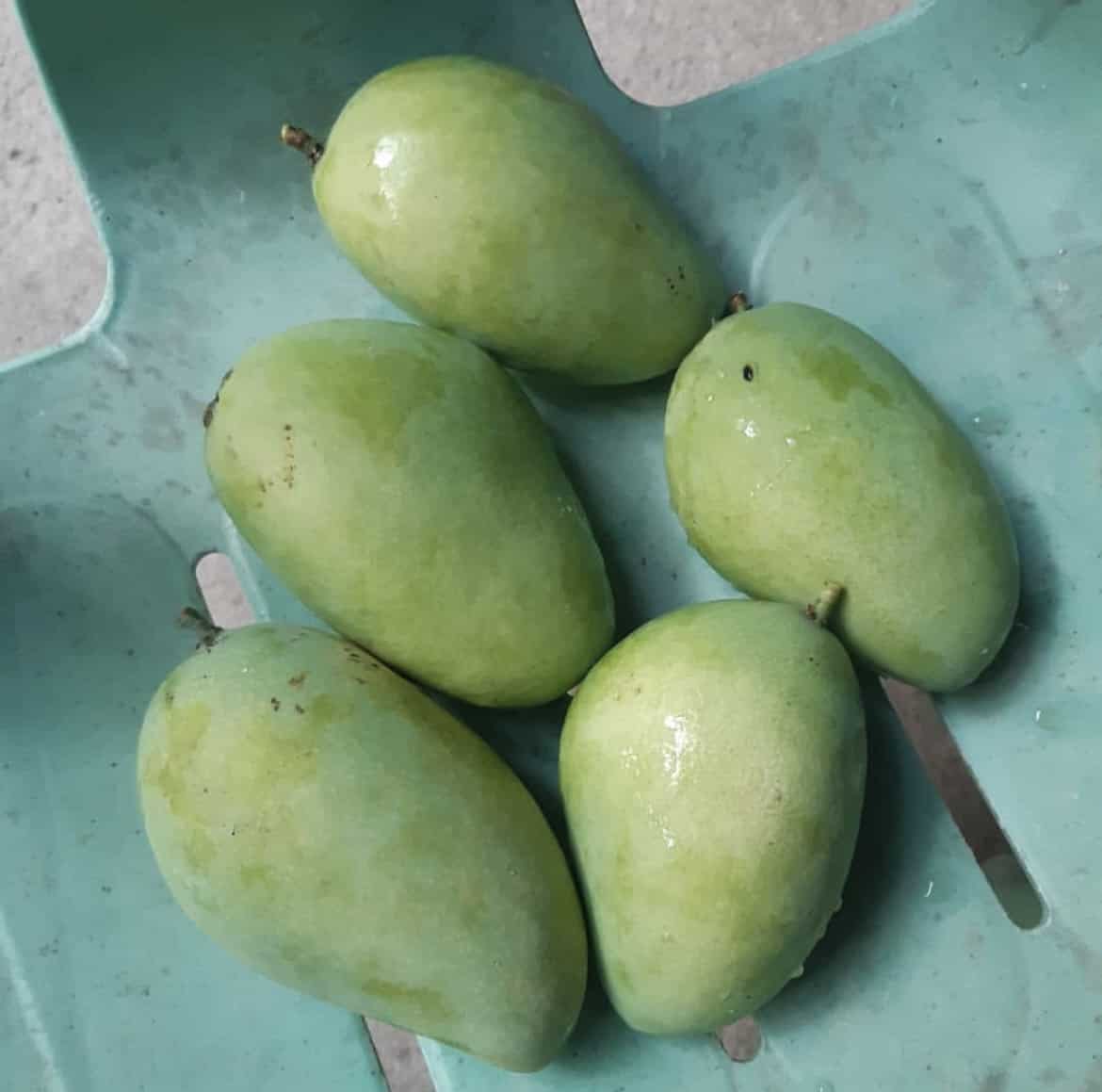 Carabao (Philippine Mango) - Bin3aiah Plants