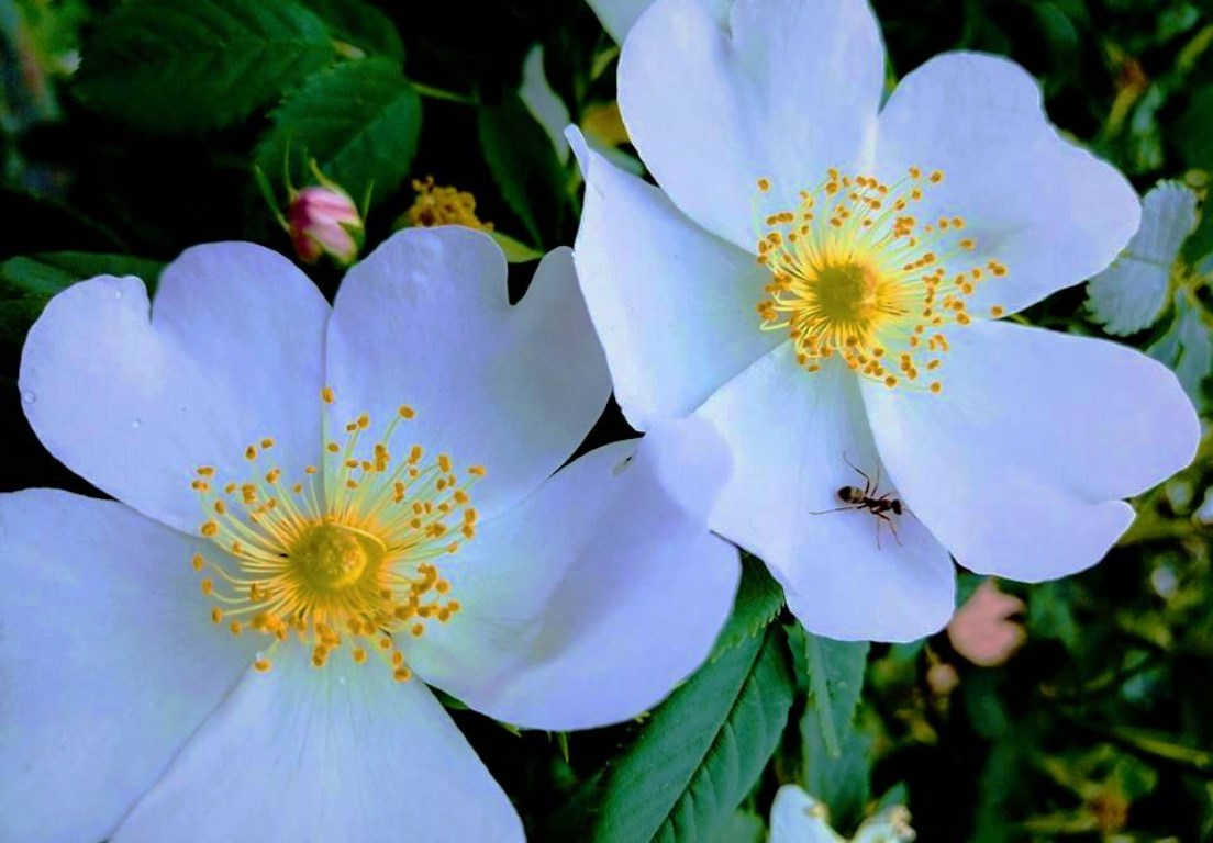 Dog-Rose - Bin3aiah Plants