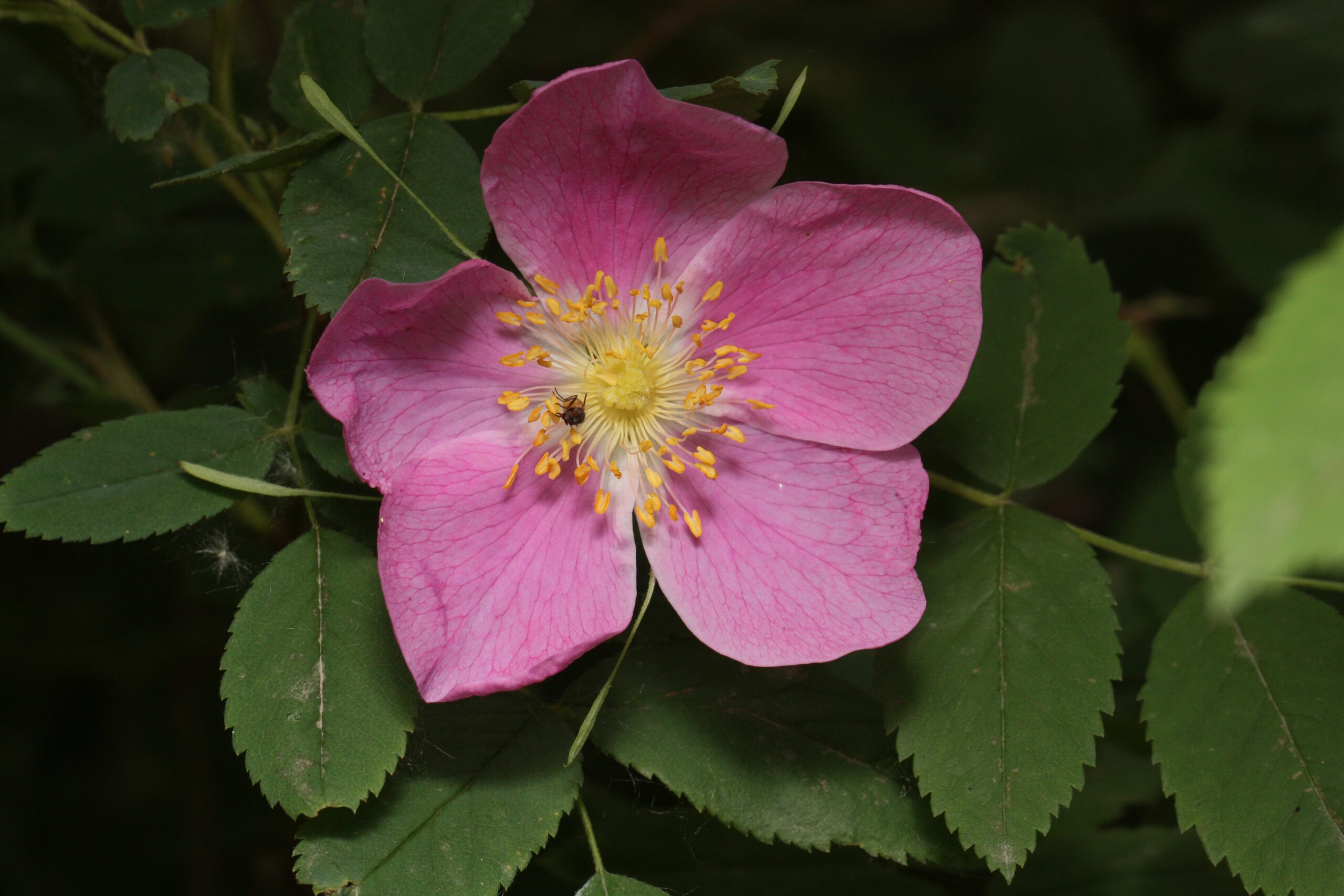 Rosa Acicularis - Bin3aiah Plants