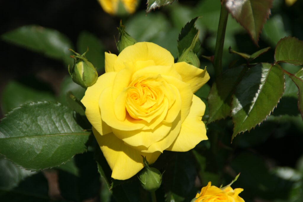 Rosa 'Sunsprite' - Bin3aiah Plants