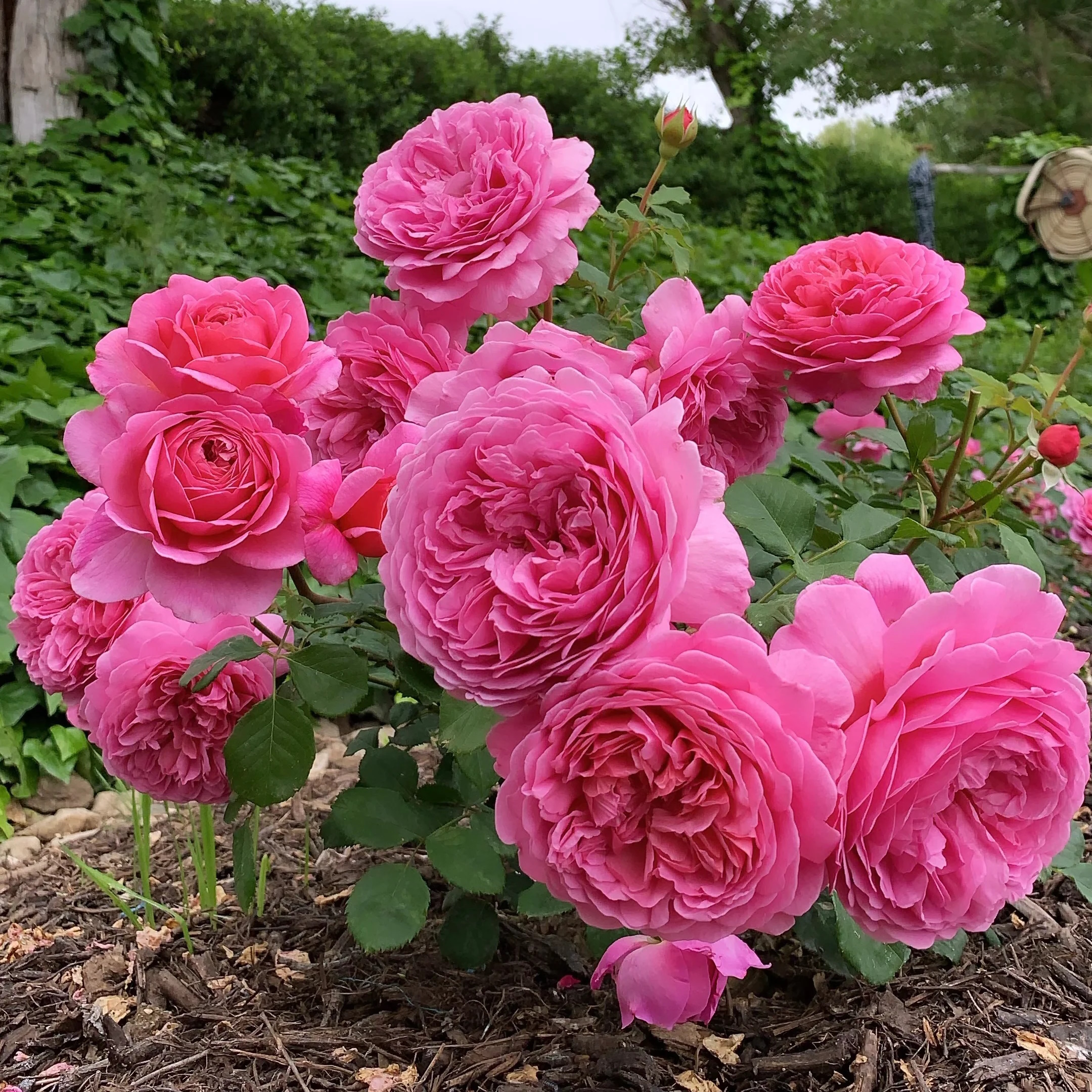 Princess Alexandra of Kent - Bin3aiah Plants